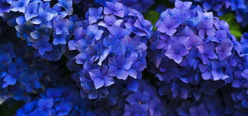 Overwatered Hydrangea: Telltale Signs & Easy Solutions - Utopia