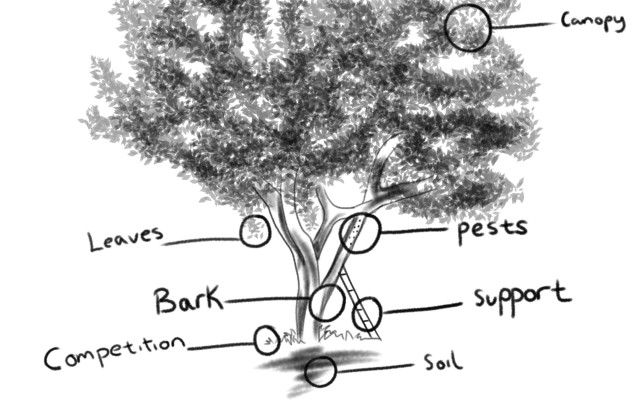 How to Prune Apple Trees in 4 Steps - Utopia
