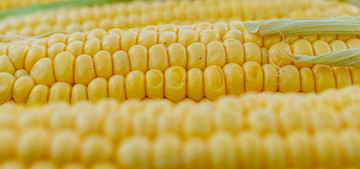 The Raw Truth: Can You Eat Raw Corn On the Cob? - Utopia
