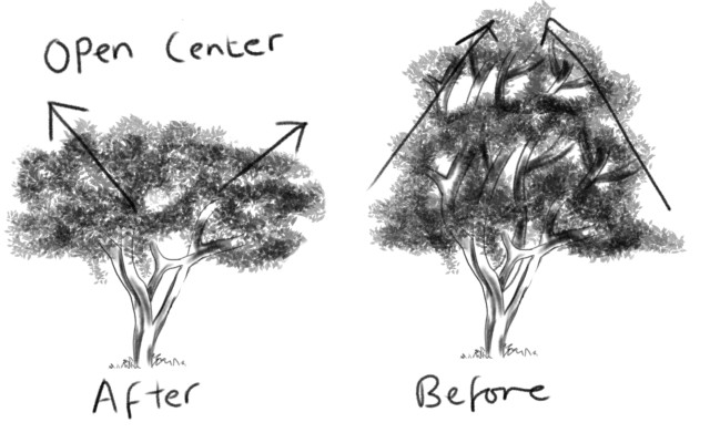 How to Prune Apple Trees in 4 Steps - Utopia