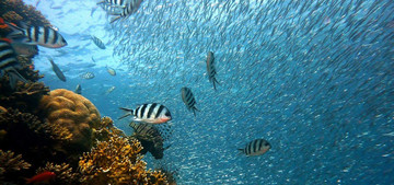 4 Solutions to Overfishing and What You Can Do - Utopia