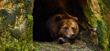 15 Adorable Animals That Hibernate in Winter - Utopia