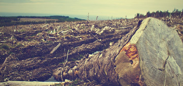 Edge Effects: How Humans Interfere With the Ecotone - Utopia