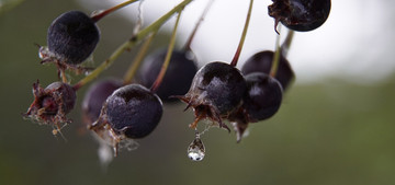Juneberry: Find and Identify the Native Berry (+ Jam Recipe) - Utopia