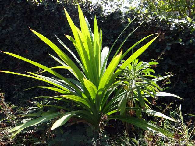 What Is Pandan? Benefits, Culinary Uses and Sustainability - Utopia