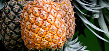 How to Plant a Pineapple Top: Regrow Pineapple Step-by-Step - Utopia