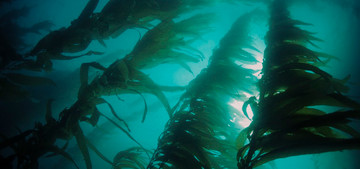 Kelp vs. Seaweed: Differences in Habitat, Appearance and Uses - Utopia