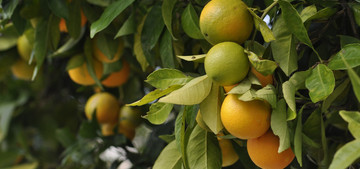 Tree Bark Identification: A Beginner's Guide - Utopia