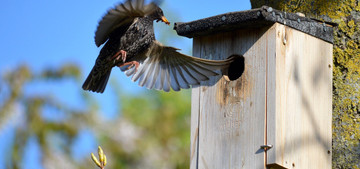 6 Hilarious Bird Mating Dances to Brighten Up Your Day - Utopia