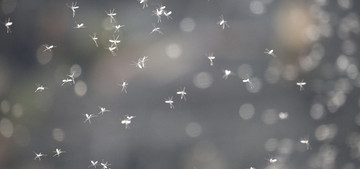 When Do Mosquitoes Come Out? (Time of Day and Year) - Utopia