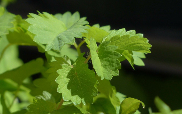 Learn How to Find, Grow and Use Salad Burnet - Utopia
