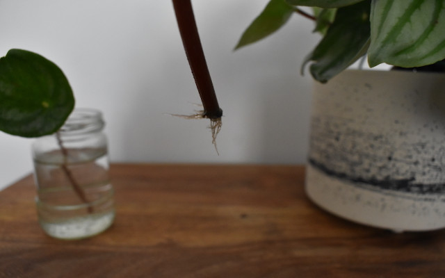 Water Propagation for Beginners: A Step by Step Guide - Utopia