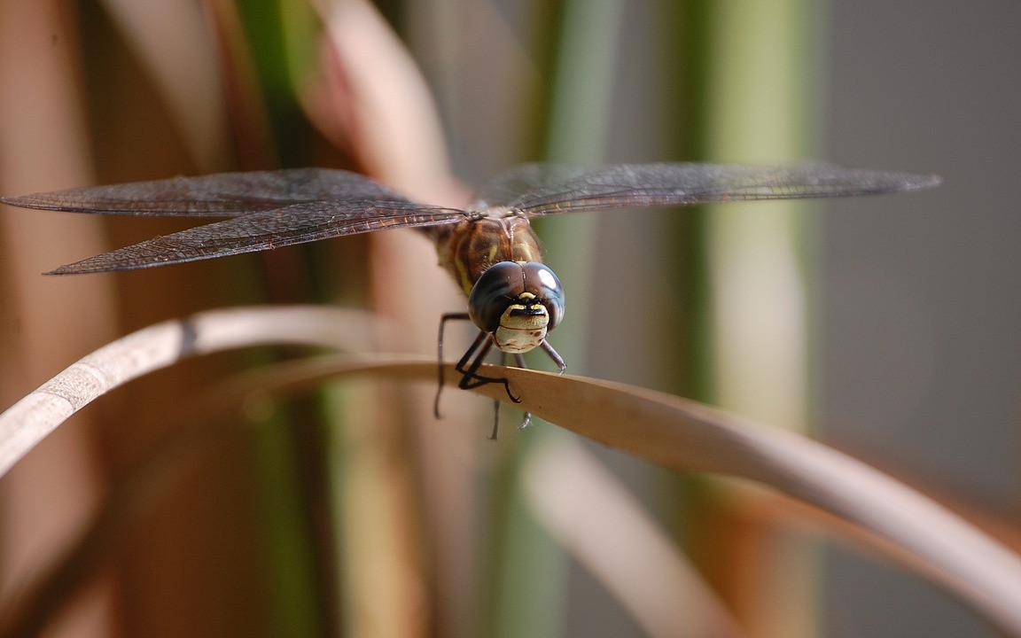 medium sized dragonfly