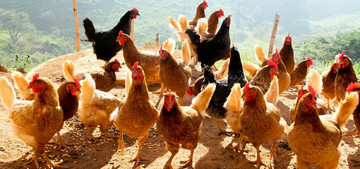 What Is Subsistence Farming? Definition & Interesting FAQs - Utopia