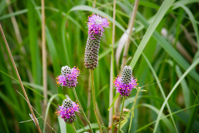 10 Beautiful Autumn Flowers That Bloom in Fall - Utopia