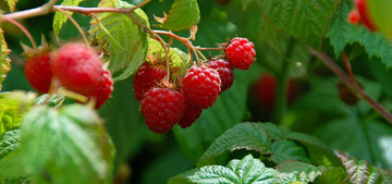 14 Native Fruits of North America (And Where to Find Them) - Utopia