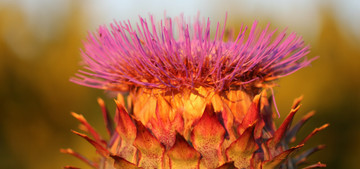 10 Flowering Vegetables You Can Grow in Your Garden - Utopia