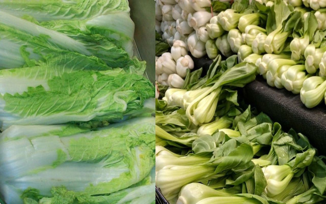 11 Cabbage Types You Should Know: Varieties From Green to Red