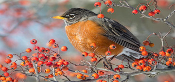 Where Do Robins Go in Winter and Why? - Utopia