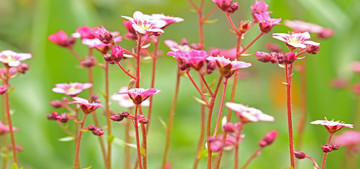 Soapwort: How to Plant, Grow and Care for the Flowering Beauty - Utopia
