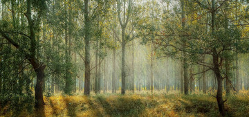 Golden Ratio in Nature: 7 Stunning Examples - Utopia