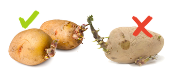This Is How You Can Tell if Potatoes Are Bad - Utopia