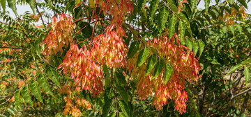 Tree of Heaven: Identification and Removal of the Invasive Plant - Utopia
