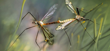 What Eats Mosquitoes? 8 Natural Predators - Utopia