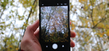 The 5 Best Free Tree Identification Apps - Utopia