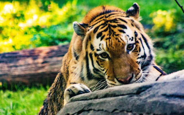 5 Animal Attractions You Should Skip This Vacation - Utopia