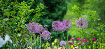 Do Plants Have Feelings? All Sides of the Debate - Utopia