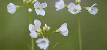 Sweet Woodruff: Ultimate Growing Guide & Syrup Recipe - Utopia
