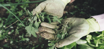 Urban Foraging: How & What to Harvest in City Environments - Utopia