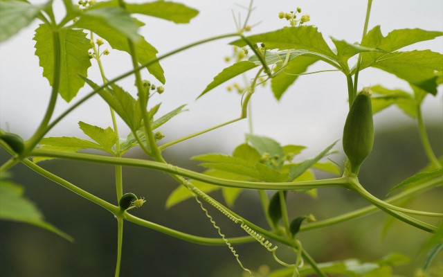 Caigua Plant Care: When And How To Plant Caigua Fruit - Utopia