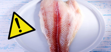 Do Fish Have Brains? What About Thoughts and Feelings? - Utopia