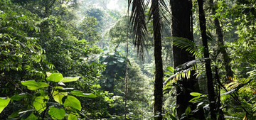 Reforestation: What It Is, Why It Matters & How to Help - Utopia