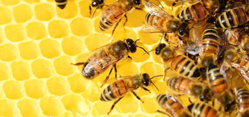 Bee extinction: What Happens if Bees Go Extinct? 10 Things That Would ...