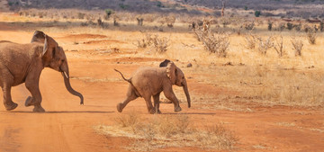 What Is Poaching? Its Impact and Difference from Hunting - Utopia