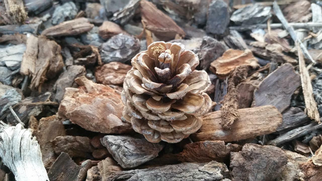 Peat Moss Alternatives: 7 More Eco-Friendly Options - Utopia