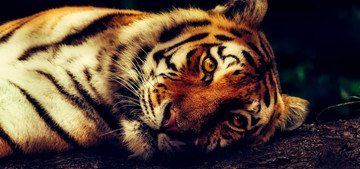 Why Are Tigers Endangered? The 4 Major Threats - Utopia