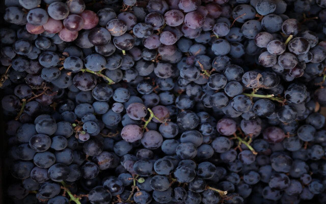 How to Wash Grapes and Avoid Chemicals In Your Diet - Utopia